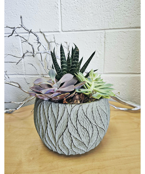 Prescott Valley Green Plants Delivered | Prescott AZ Houseplants