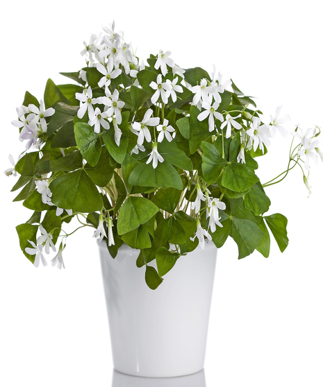 Prescott Valley Green Plants Delivered | Prescott AZ Houseplants