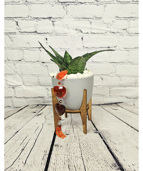 Prescott Valley Green Plants Delivered | Prescott AZ Houseplants